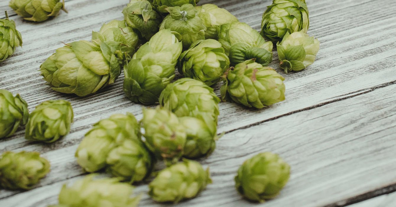 Ambev avança em projeto para cultivo de lúpulo no Brasil – Catalisi
