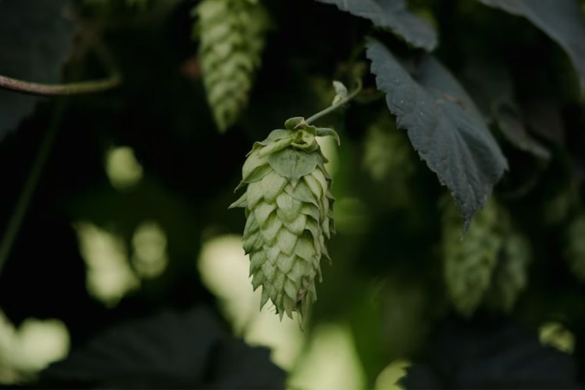 Grupo Petrópolis mais que duplicou sua plantação de lúpulo brasileiro ...